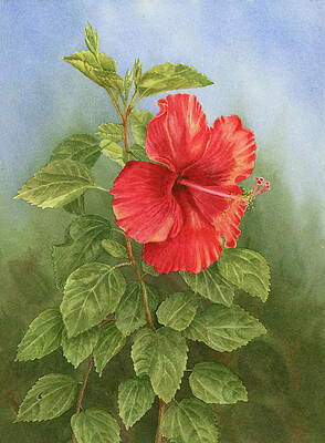 Hibiscus Art | Fine Art America