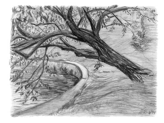 Fallen Tree Branch Drawing