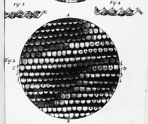 Micrographia Art for Sale - Fine Art America