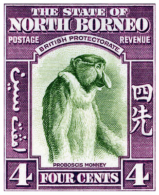 Proboscis Paintings - Fine Art America