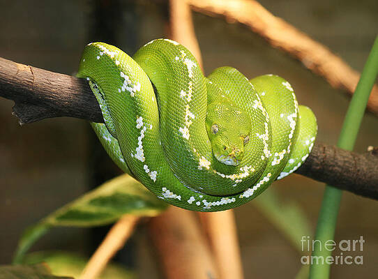 Caninus Art - Fine Art America