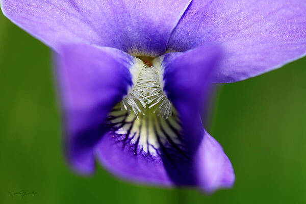 Pansie Wall Art for Sale - Fine Art America