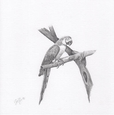 Macaw Flying Drawing