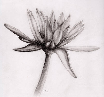 Charcoal Drawings Of Flowers