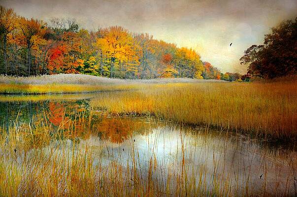 Seagrass Photos | Fine Art America