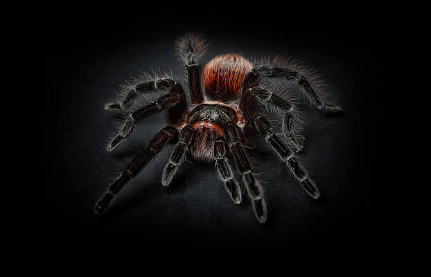 Tarantulas Art - Pixels