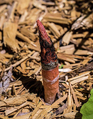 Caninus Art - Fine Art America