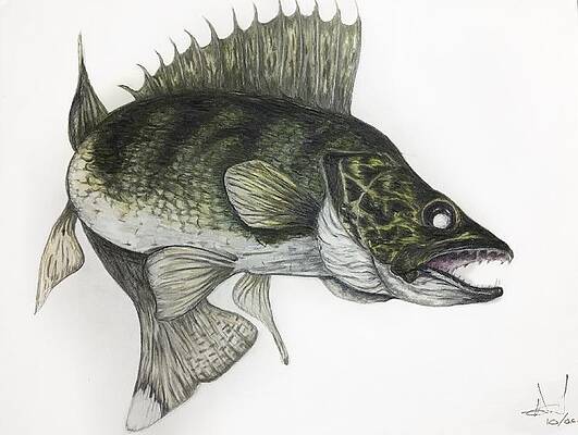 Walleye Drawings for Sale - Fine Art America