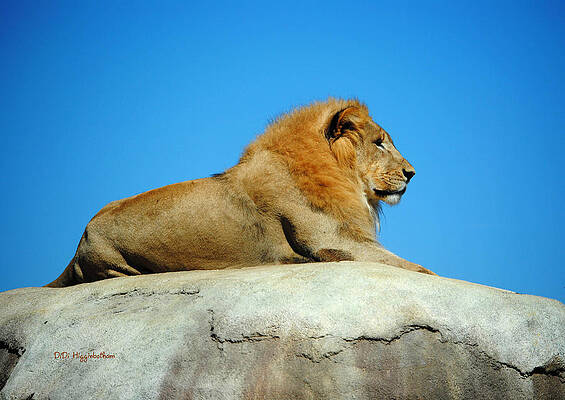 Higginbotham Art for Sale - Fine Art America