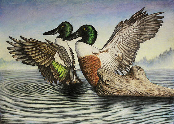 Commotion Drawings | Fine Art America