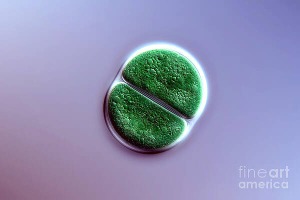 Pondlife Art for Sale - Fine Art America