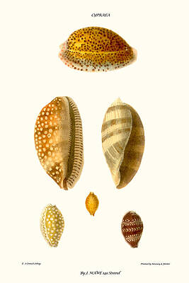 Cowrie Paintings - Fine Art America