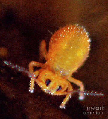 Springtail Art | Fine Art America