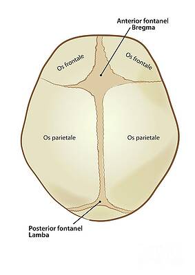 Fontanels Art - Fine Art America