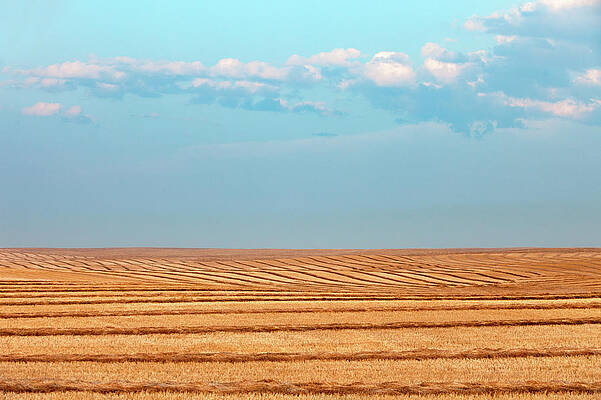 Windrows Art - Fine Art America