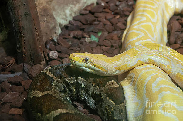 Vivarium Art for Sale - Fine Art America