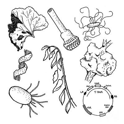 Pathogens Drawings for Sale | Fine Art America