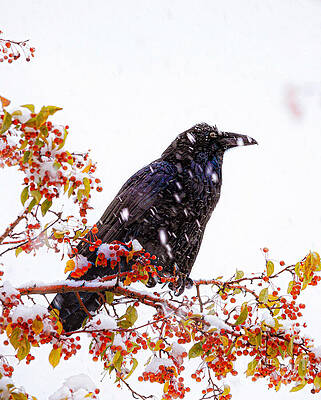 Elijah Rael - Official Website