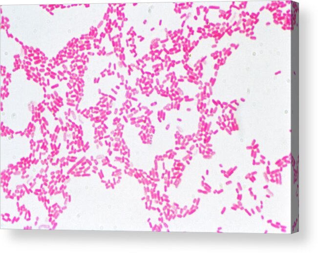 Gram Negative Staphylococci
