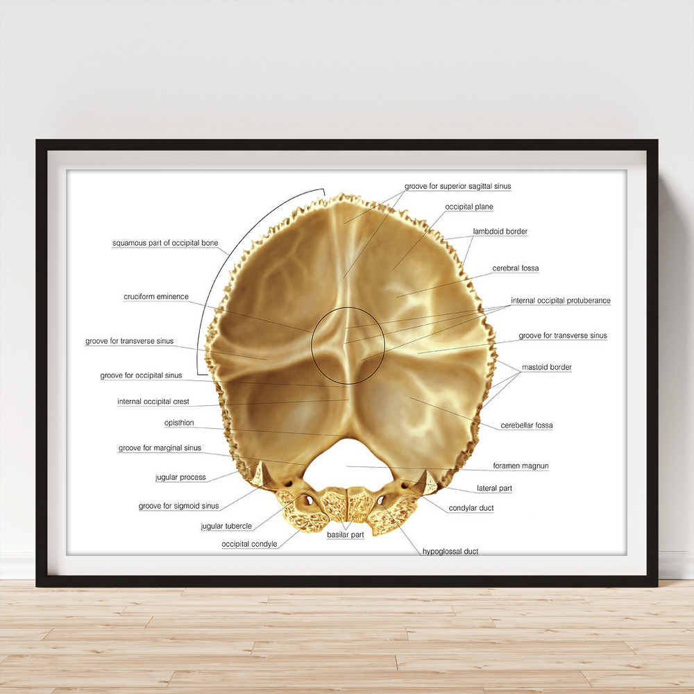 Occipital Bone Photograph By Asklepios Medical Atlas C1 PAGE.indd