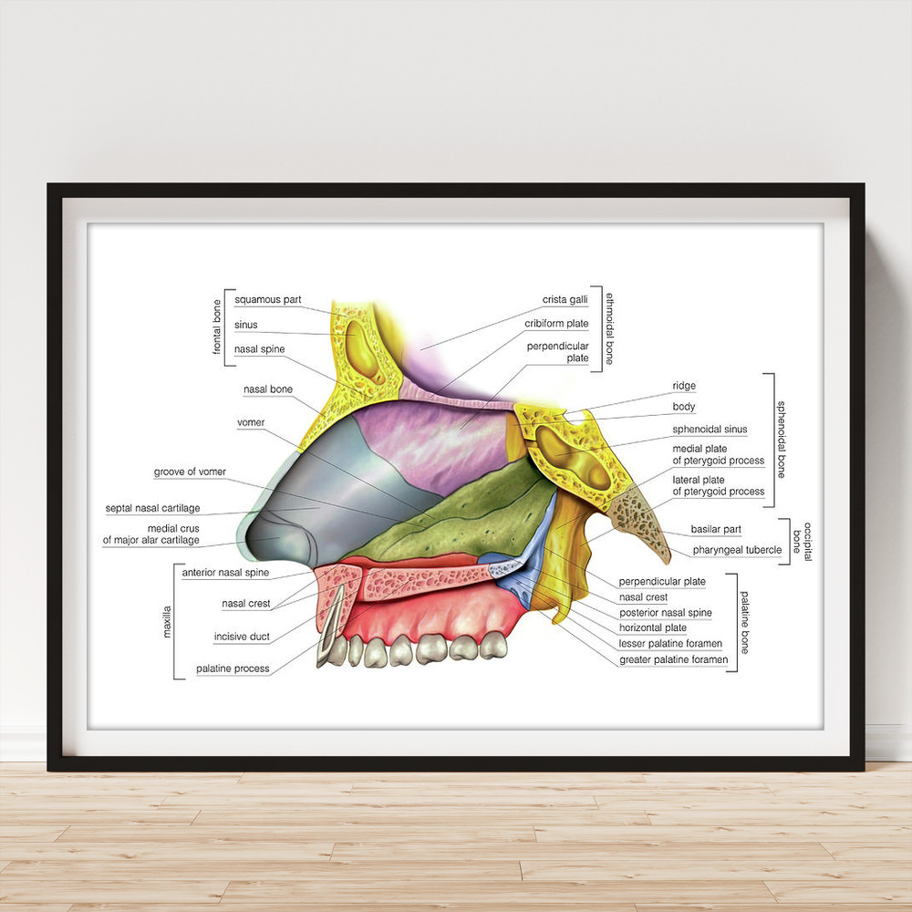 Atlas Vertebra Photograph By Asklepios Medical Atlas Lungs Photograph
