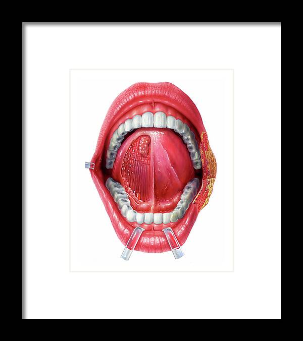 Anatomy Of Underside Of Tongue