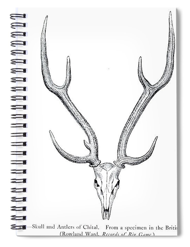 how to draw a chital deer