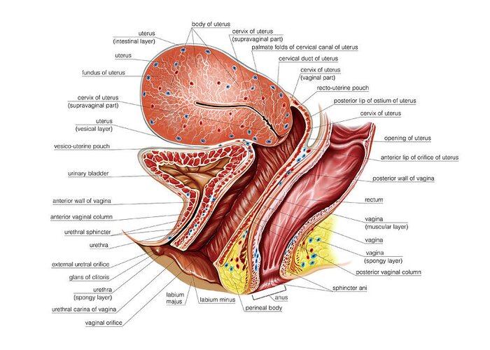 Female Genital System Greeting Card For Sale By Asklepios Medical Atlas