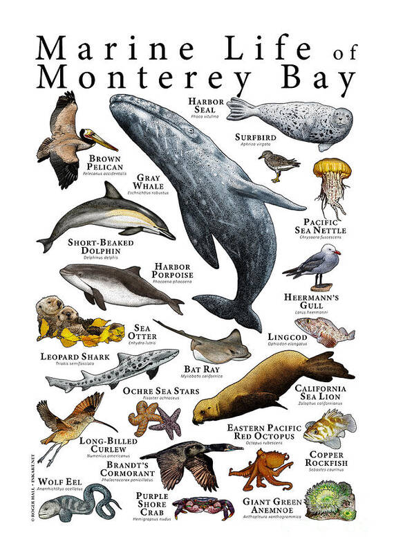 monterey bay coloring pages