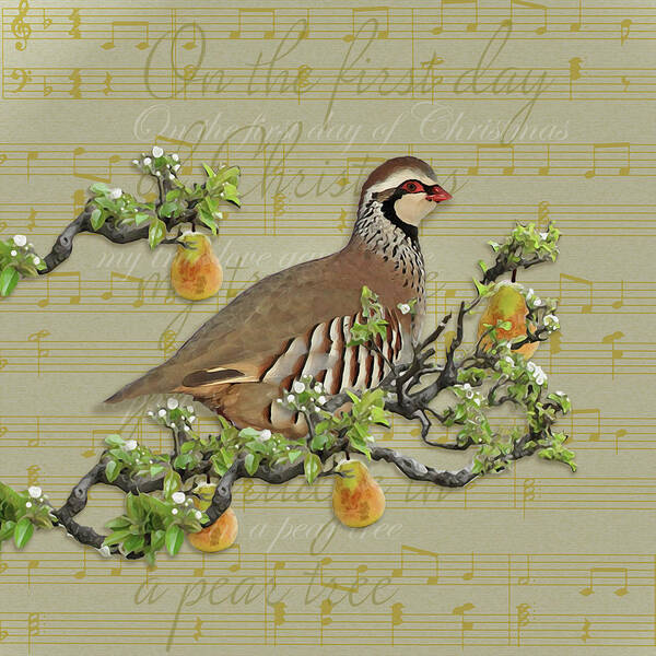 pictures of partridge in a pear tree