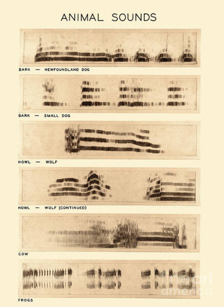 Spectrograms Posters | Fine Art America