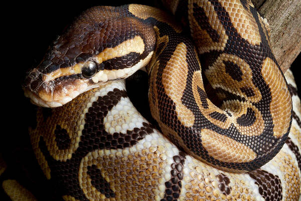Python Posters by Science Source Prints