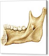Mandible Photograph by Asklepios Medical Atlas - Pixels