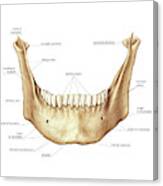 Mandible Photograph by Asklepios Medical Atlas - Fine Art America