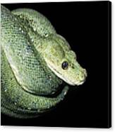 Green Tree Python Photograph by Jonne Seijdel | Fine Art America