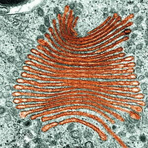 Golgi Apparatus Photograph by Science Photo Library