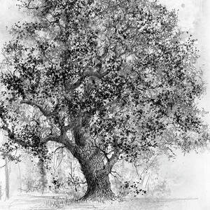 Montana-Ponderosa Pine Drawing by Jim Hubbard - Fine Art America