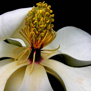 Everything That Has Breath Photograph by Grace Dillon - Fine Art America