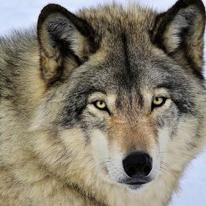Timber Wolves Play Photograph by Tony Beck - Fine Art America