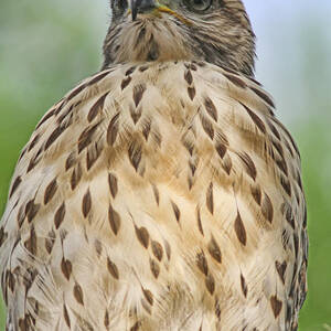 Ponce Inlet Hawk Photograph by Deborah Benoit | Fine Art America