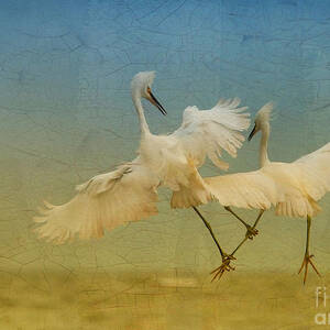 Mockingbird Pose Photograph by Deborah Benoit - Fine Art America