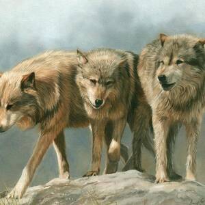 Portrait of a Wolf Painting by David Stribbling | Fine Art America