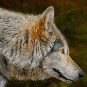 Grey Wolf 3 Painting by David Stribbling