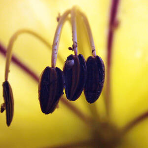 Repetishroomin Photograph by Jennifer Bright