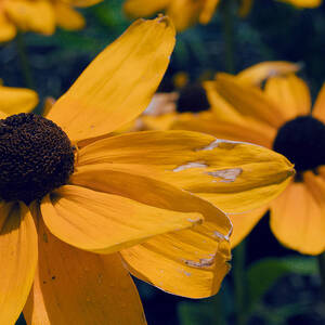 Trigeminal Neuralgia 2 Painting by Ian MacQueen - Fine Art America