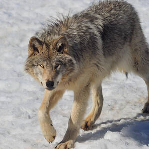 Timber Wolves Play Photograph by Tony Beck - Fine Art America