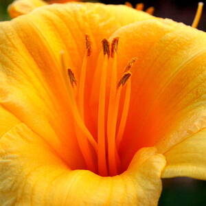 Marmalade Lilies Photograph by David Dunham - Fine Art America