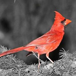 Male Northern Cardinal in Spring Photograph by Marlin and Laura Hum ...