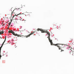Sakura blossom artistic Japanese Zen Sumi-e painting on white ri ...