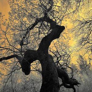 Pathway Beside The Trees Photograph by Neil R Finlay - Fine Art America